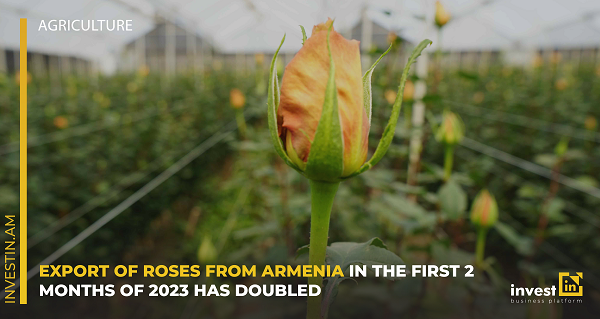 Export of roses from Armenia in the first 2 months of 2023 has doubled